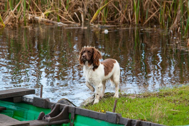8 of the most popular spotted dog breeds