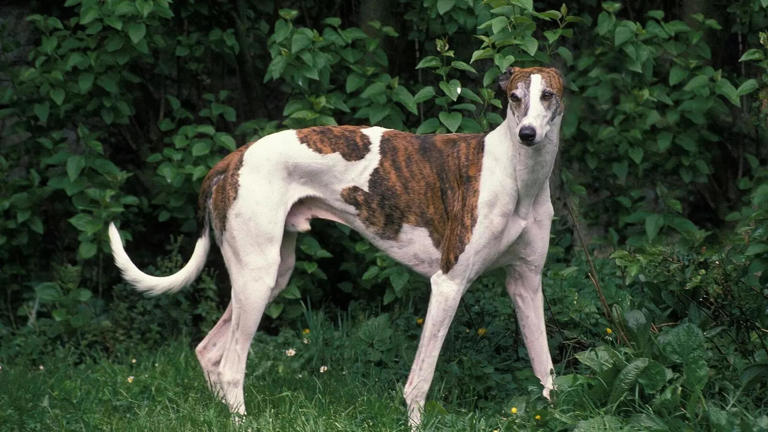 From Rajapalayam to pariah: 8 of India’s most legendary native dogs