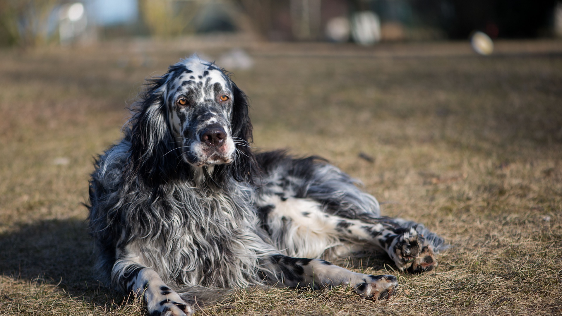 8 of the most popular spotted dog breeds