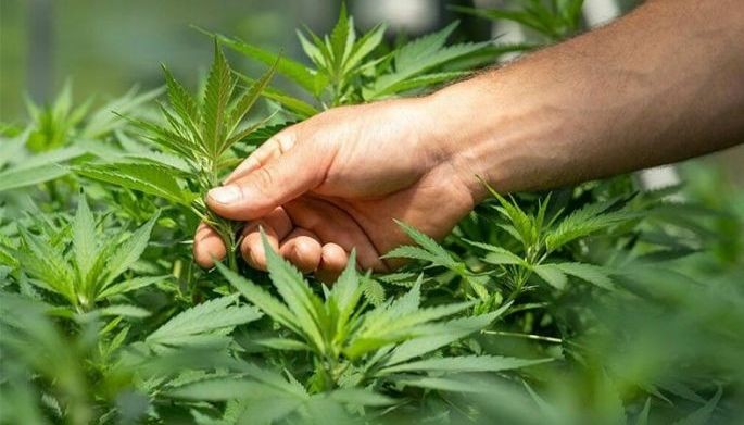 P1.2 million marijuana plants torched in Kalinga