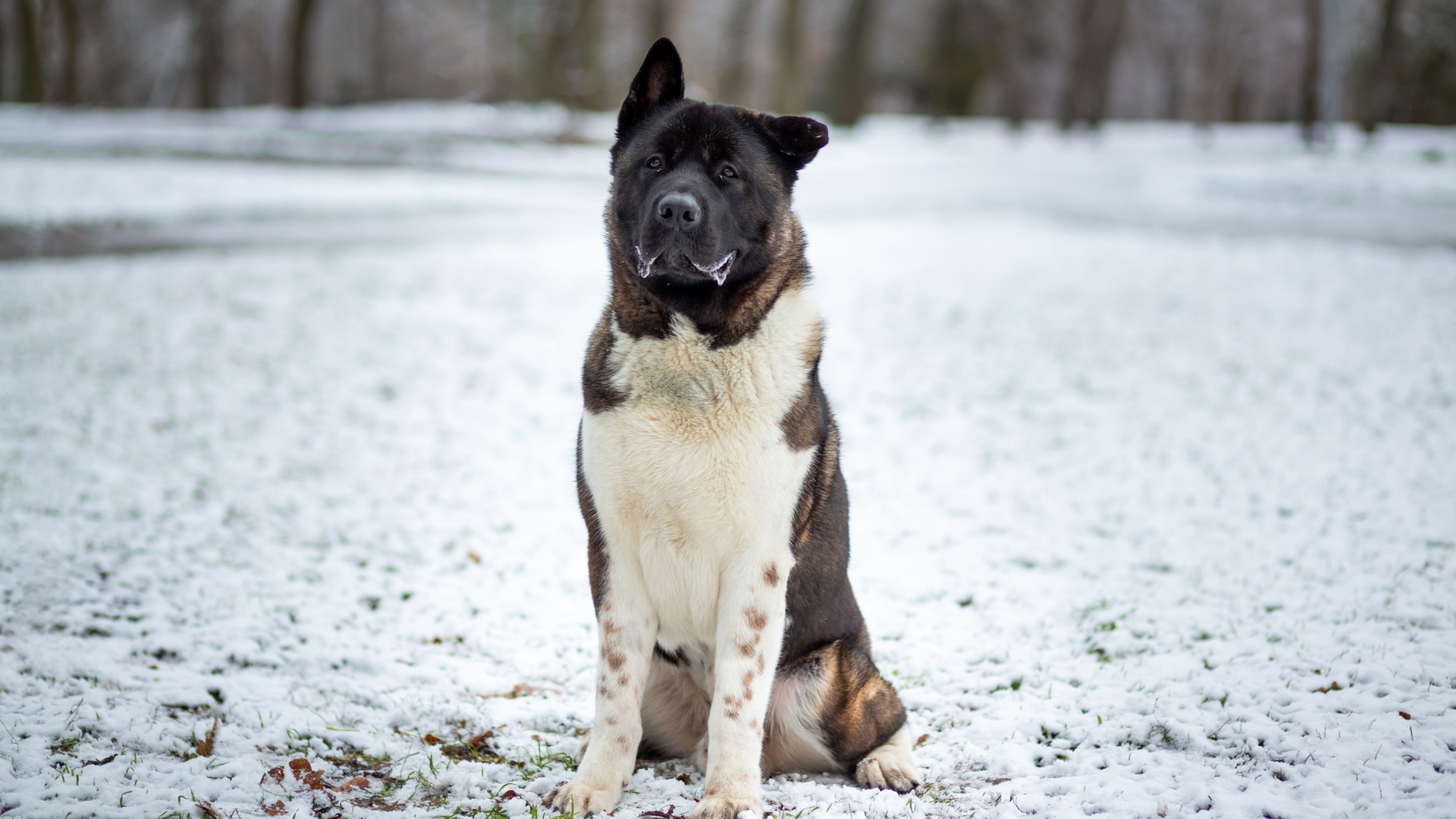 7 interesting facts about the American Akita breed