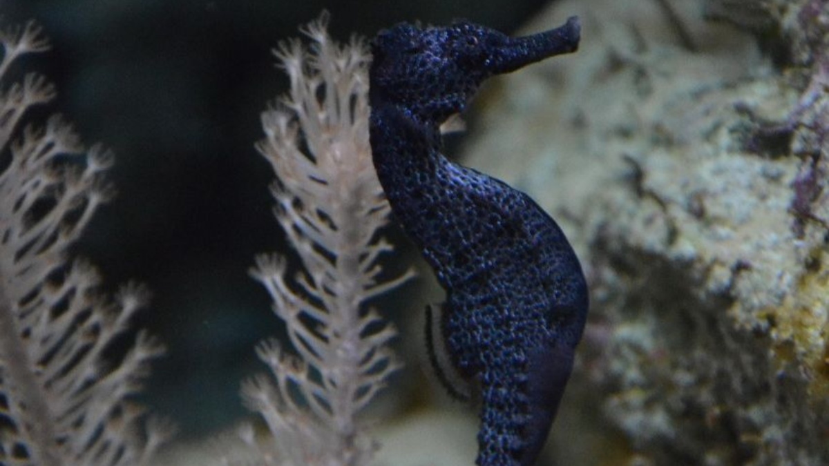 Fish species you should avoid keeping at home aquariums