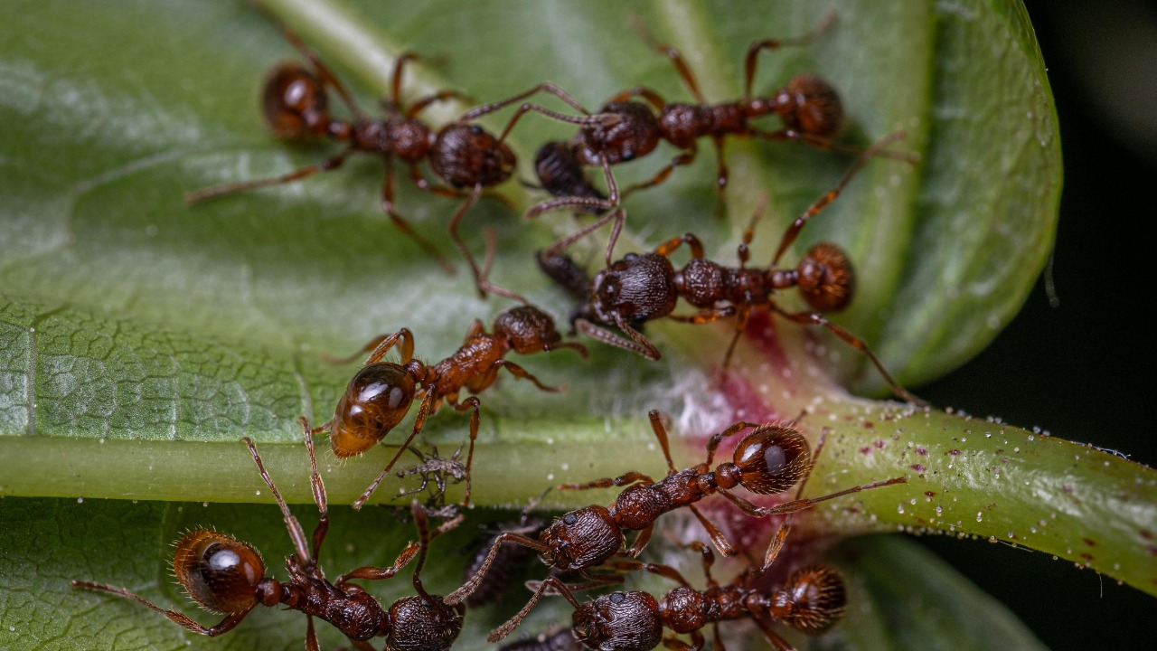 Sick ants choose the colony over their own lives