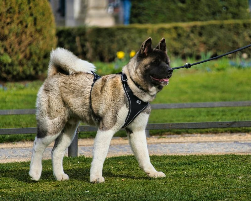 7 interesting facts about the American Akita breed