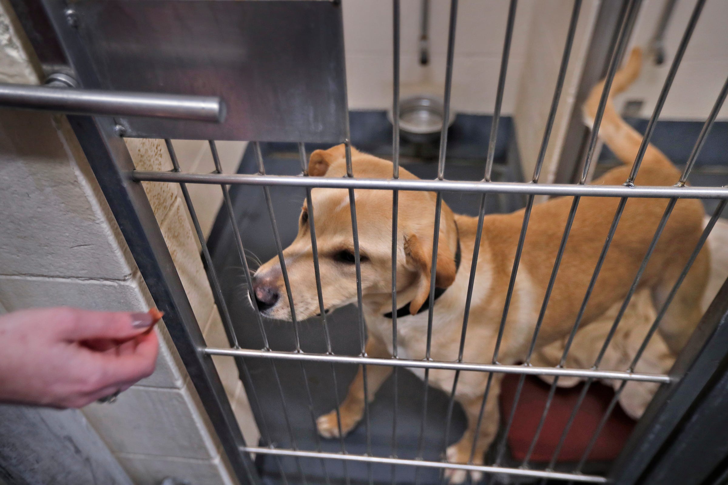 Animal Care Services out of space, asks people to adopt to 'save more ...