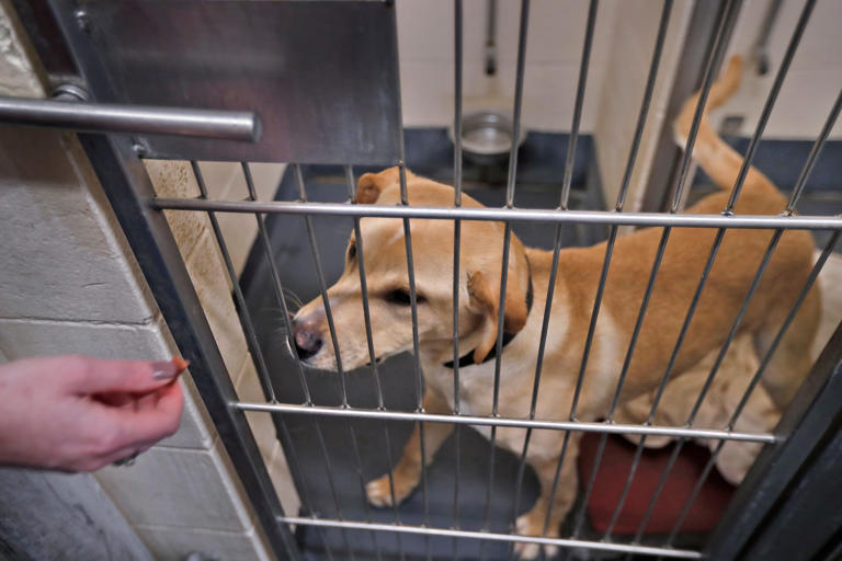 Animal Care Services out of space, asks people to adopt to 'save more ...