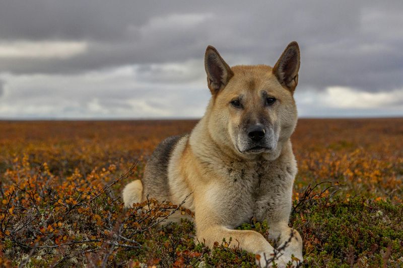 7 interesting facts about the American Akita breed