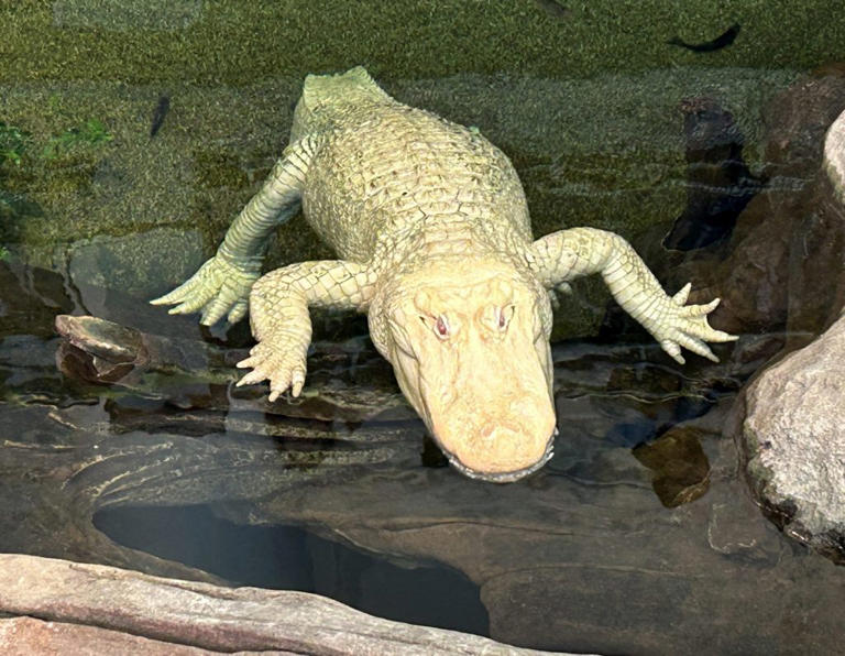 Cal Academy reveals what led to the death of SF's beloved Claude the ...