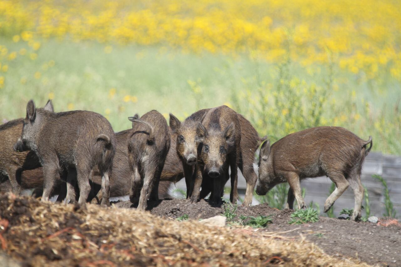 New restrictions placed on hunting, farming 'incredibly destructive ...