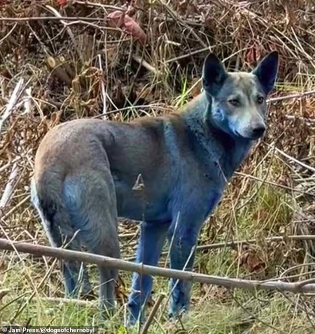 Mystery of Chernobyl's blue wild dogs solved: The real reason canines ...