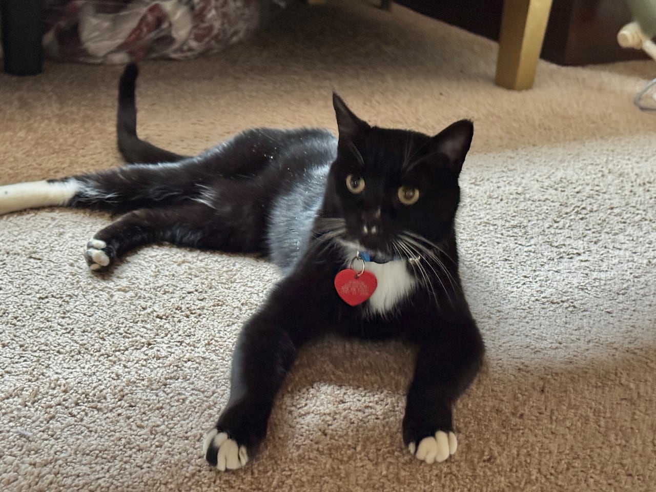 Lost for 5 months in the Northern Rockies, this cat is heading home to ...