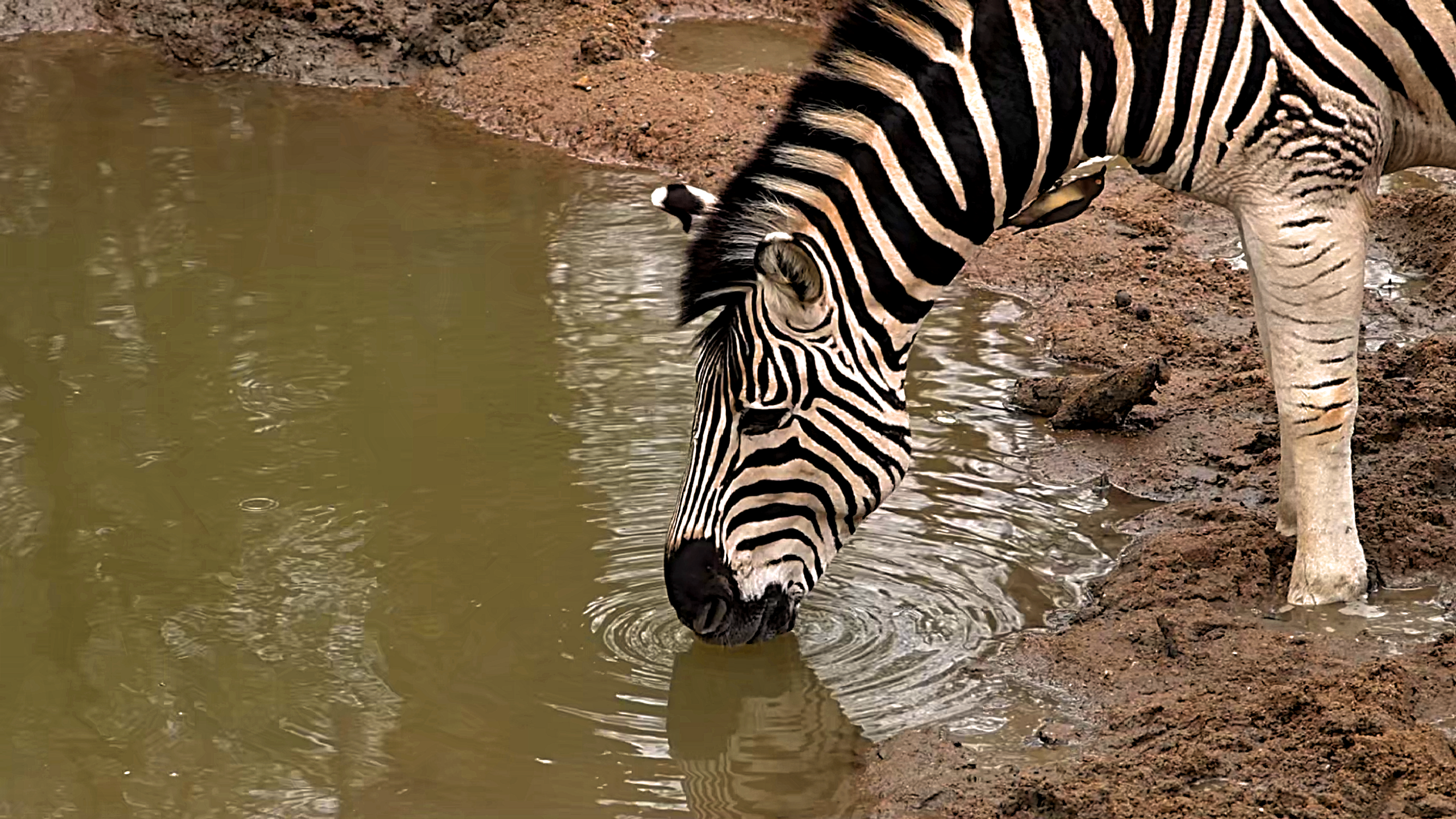 I Caught by The Lake a Rare Sight With A Zebra
