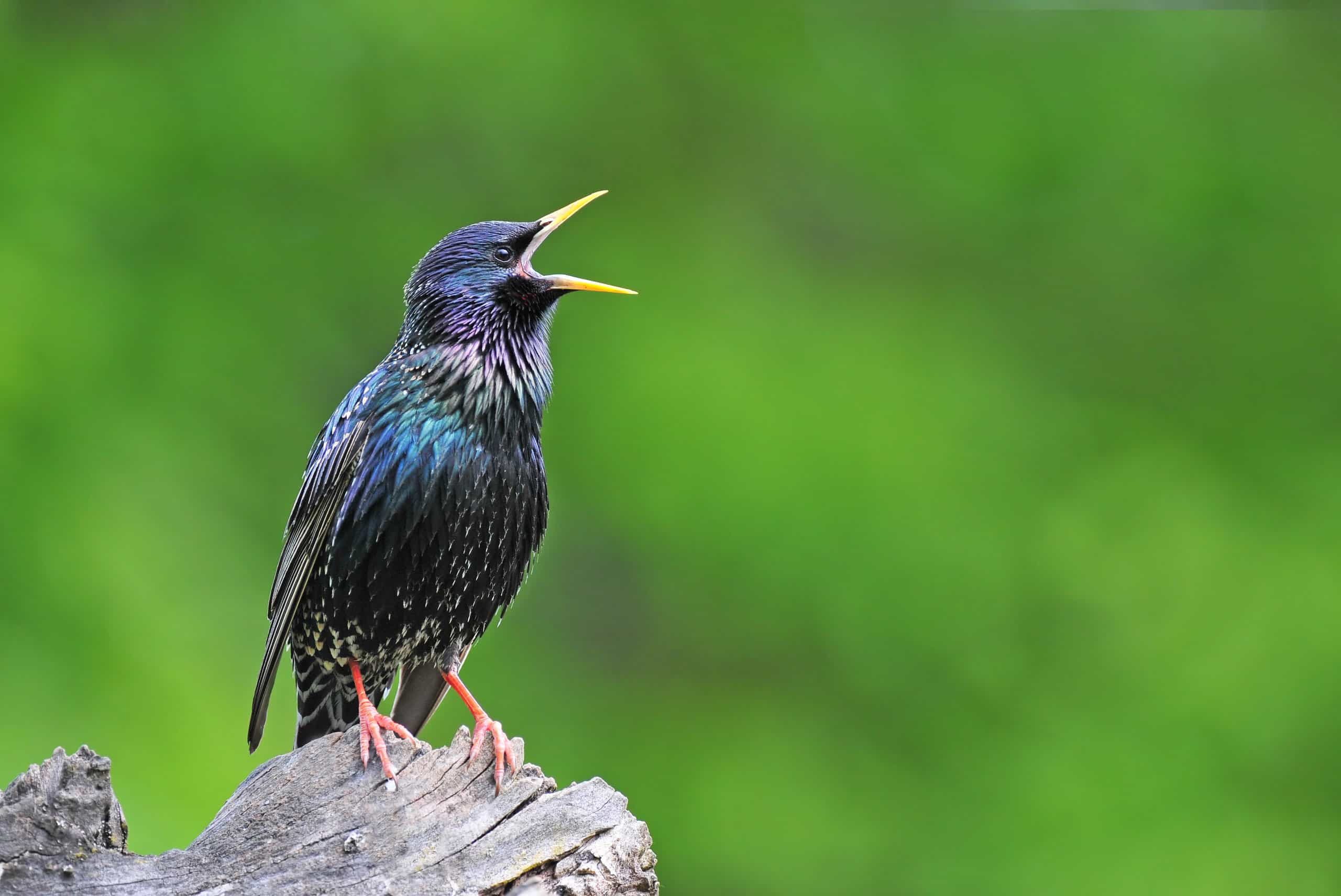 10 chatty birds that will talk your ear off