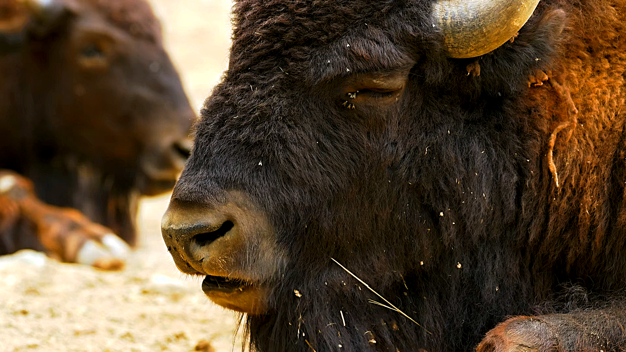A calm moment with a buffalo