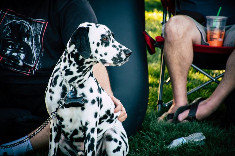 8 of the most popular spotted dog breeds