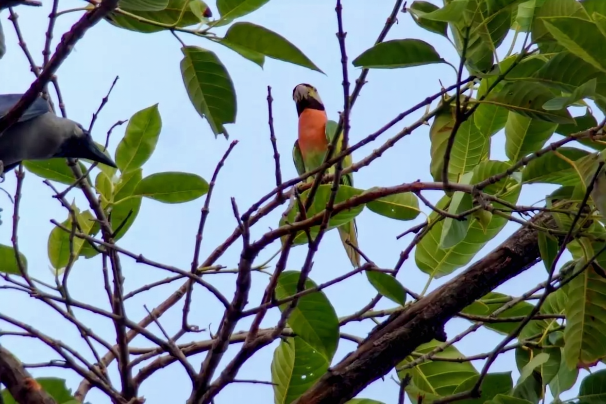 Rare bird spotted on NIT-Patna campus