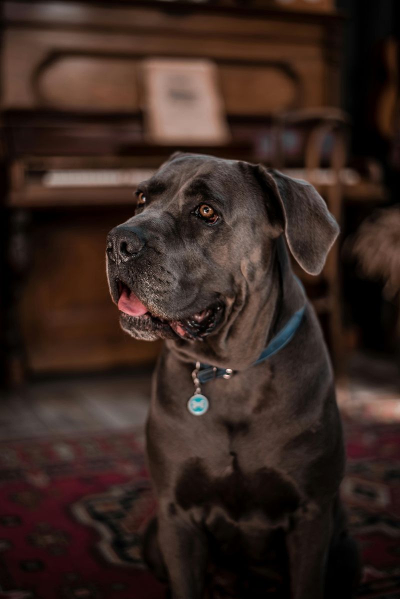 14 dog breeds that stay gentle at home but turn into fierce protectors ...