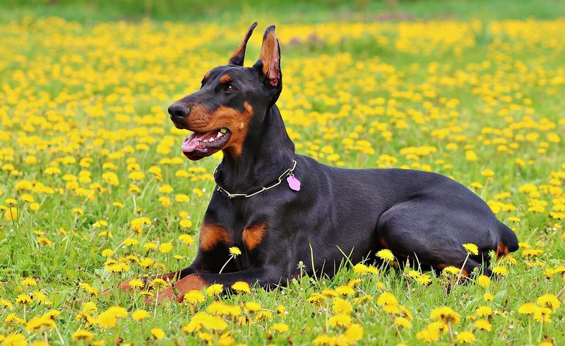14 dog breeds that stay gentle at home but turn into fierce protectors ...