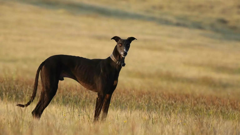 From Rajapalayam to pariah: 8 of India’s most legendary native dogs