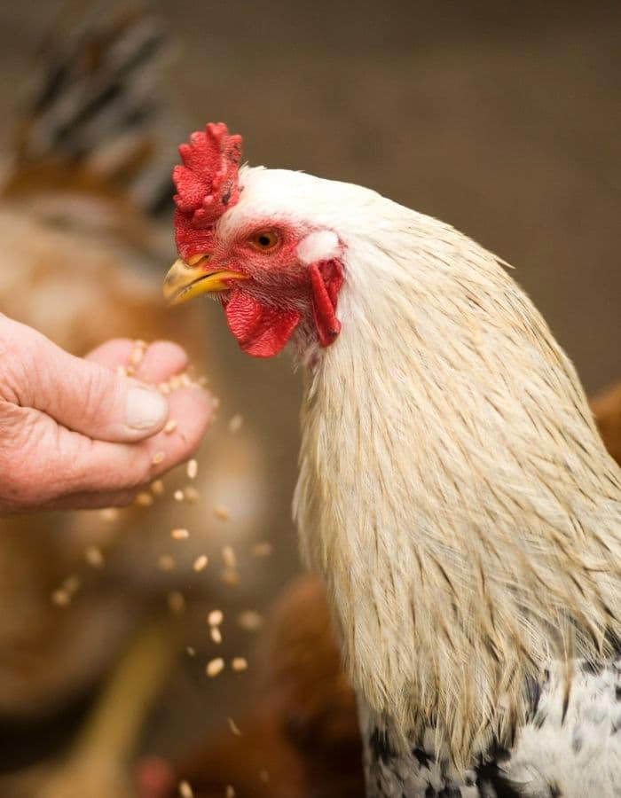25 unhealthy foods you should never feed backyard chickens