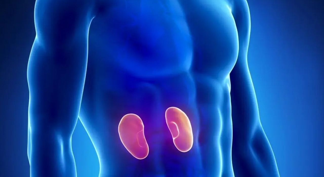 Malattie ai reni in crescita: perché colpiscono più le donne degli ...