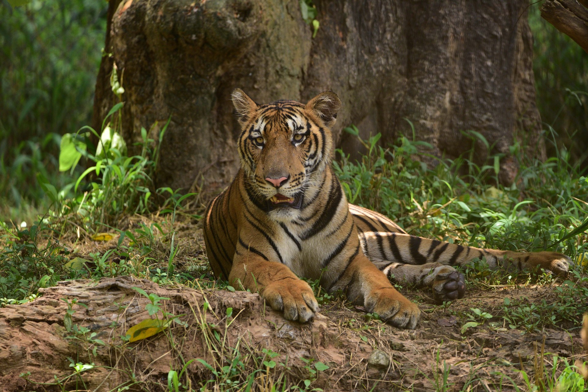Woman wanted over smuggling of tiger body parts hel