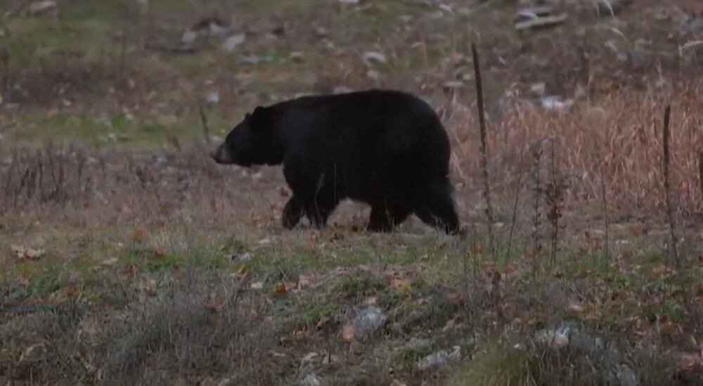 Florida-sanctioned black bear hunt ends with 52 bears killed