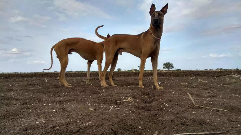 From Rajapalayam to pariah: 8 of India’s most legendary native dogs