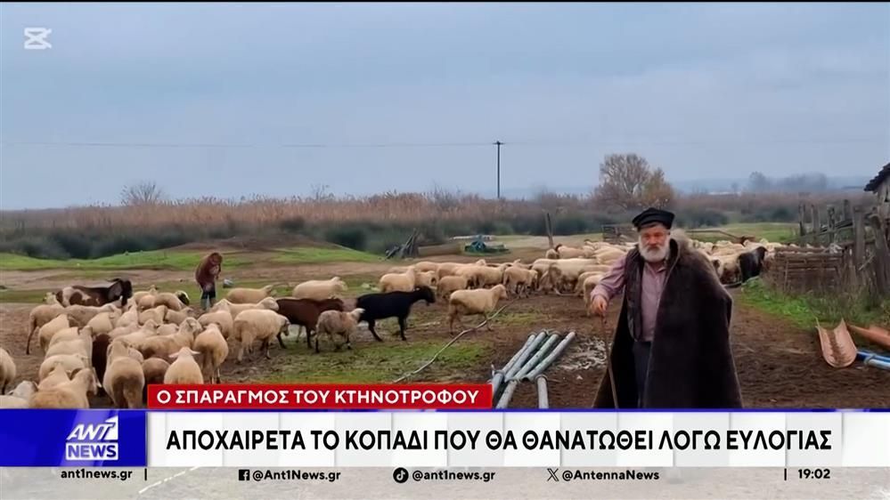Τον γύρο του διαδικτύου κάνει το βίντεο με τον σπαραγμό του κτηνοτρόφου ...