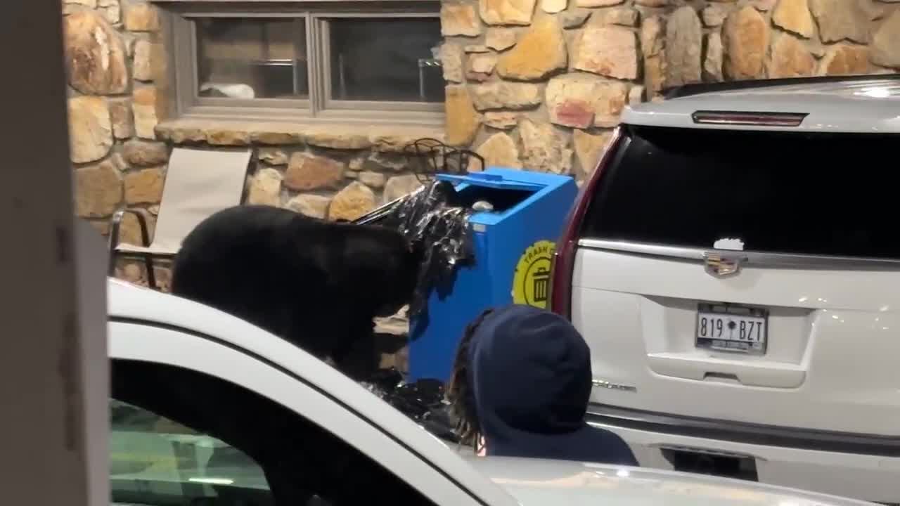 Bear caught on camera going through trash after Gatlinburg Christmas parade