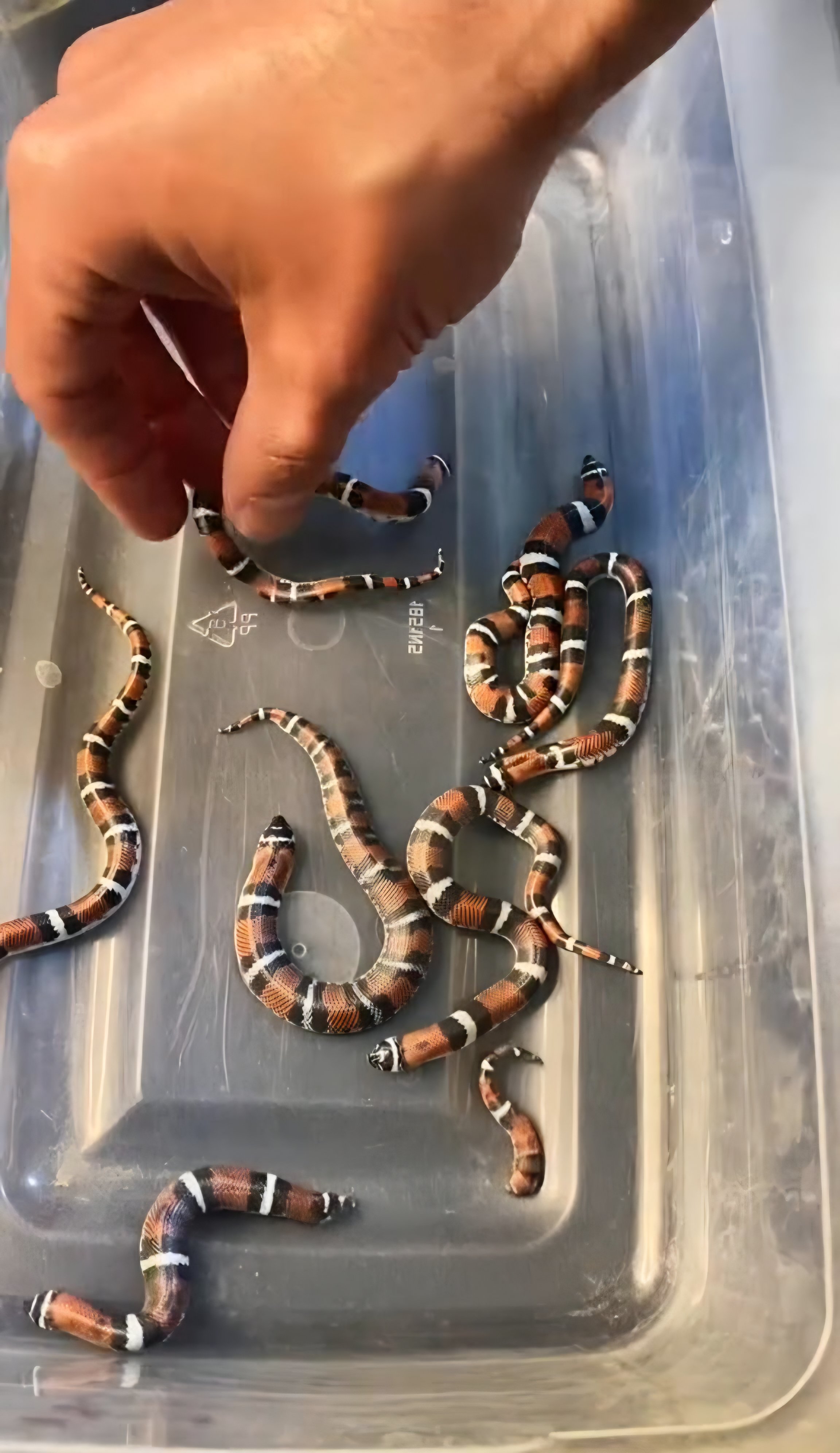 Are you afraid of snakes?