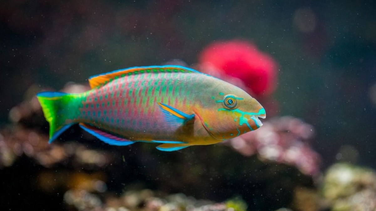 Fish species you should avoid keeping at home aquariums