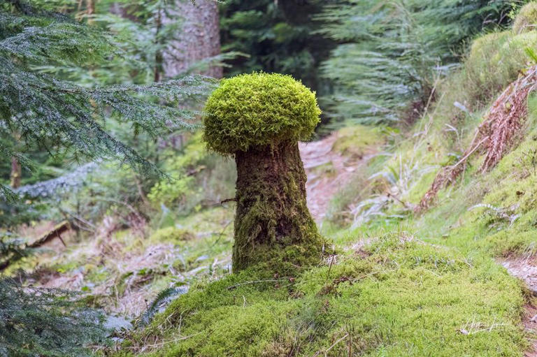 The creepy 'Moss Monster' scaring people in massive Eryri forest