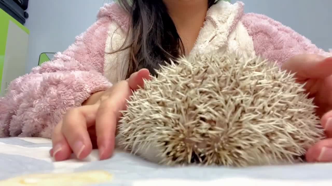African pygmy hedgehog resting and munching on bed in Guangdong, China