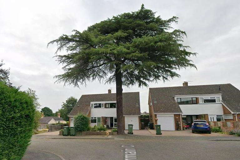 Historic cedar tree 'damaging property' on Midlands street