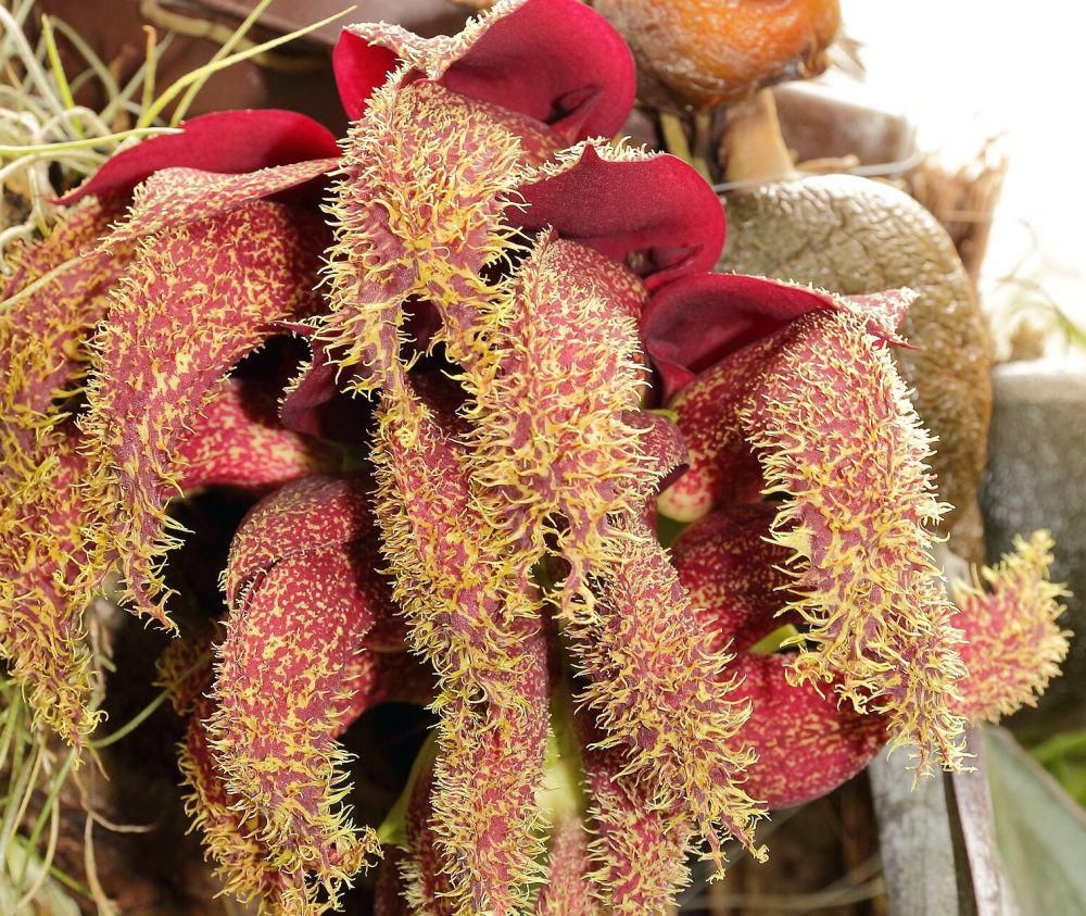 Bunga-Bunga Unik dengan Bentuk Paling Aneh