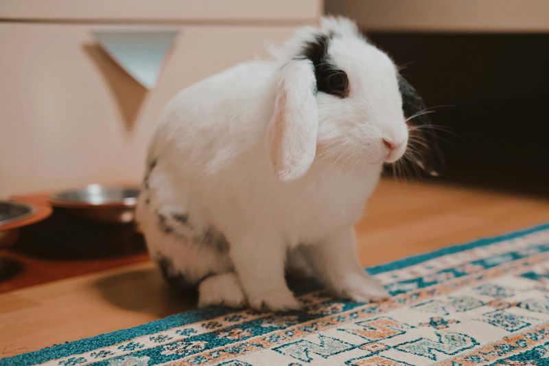 Meet 7 of the most popular rabbit breeds