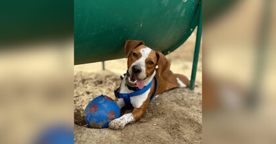 King William animal shelter nearing capacity, offering free adoptions