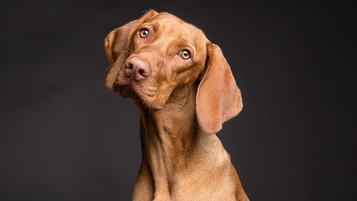 These 9 signs could mean your dog isn't happy, according to experts