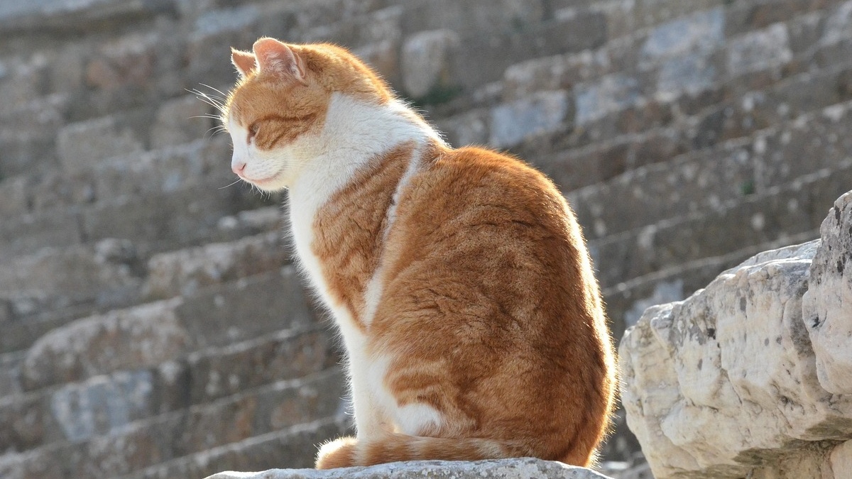 8 subtle signs that your cat may be near death