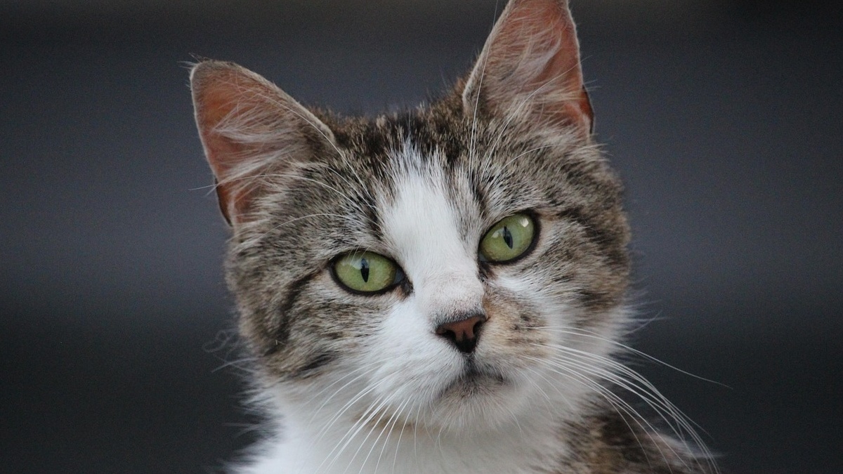 When a cat knows it is going to die, it leaves these signs for its owners