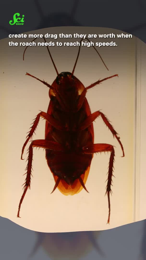 Cockroaches can run on two legs. #shorts #science #SciShow