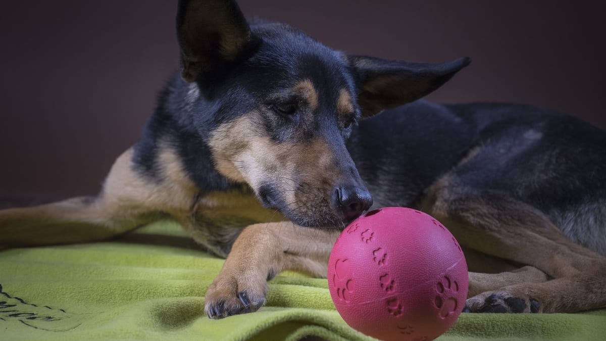 Muss noch erzogen werden: Hund Flash sucht neues Zuhause