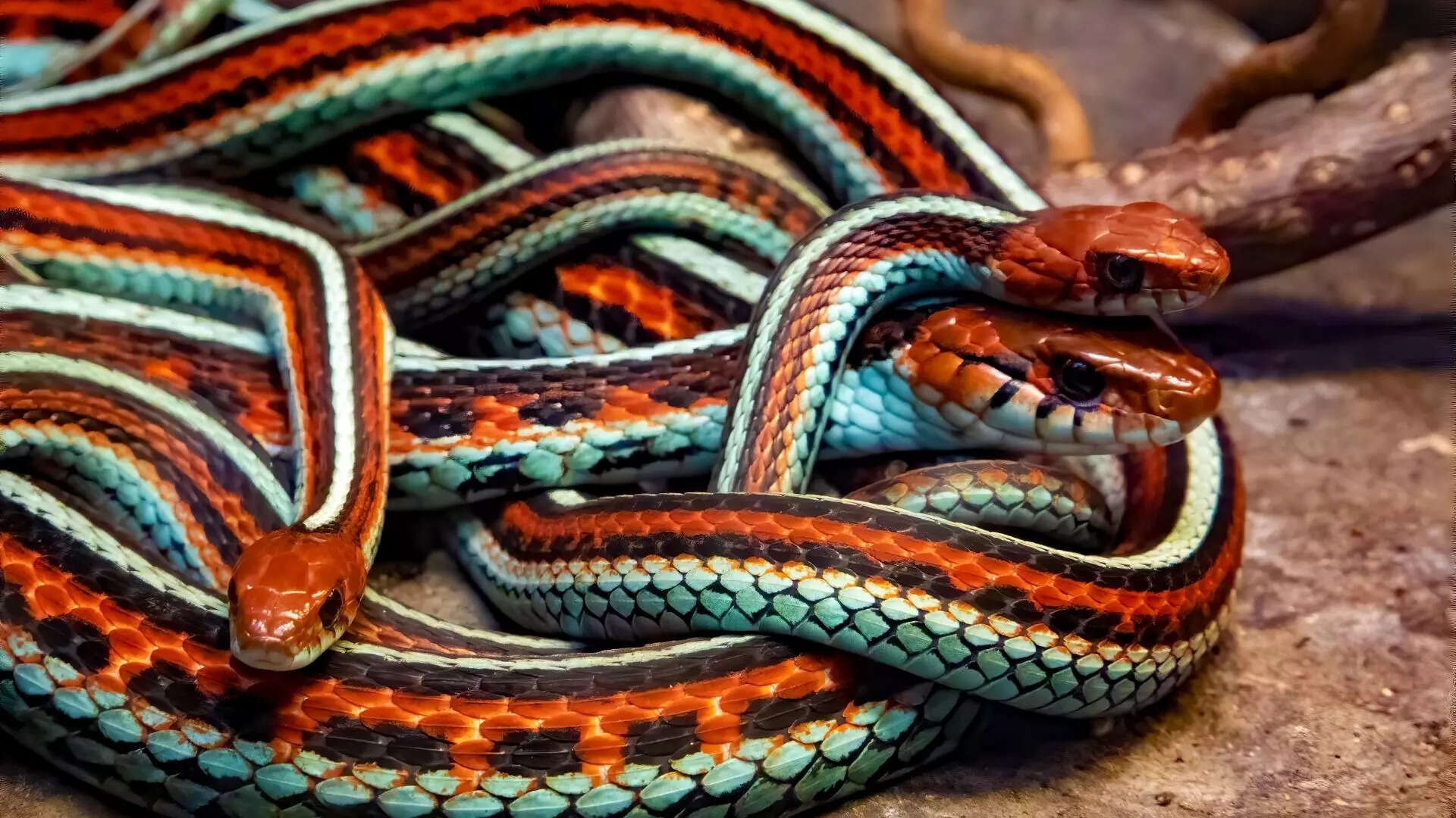 5 snakes so beautiful that you won't be able to look away