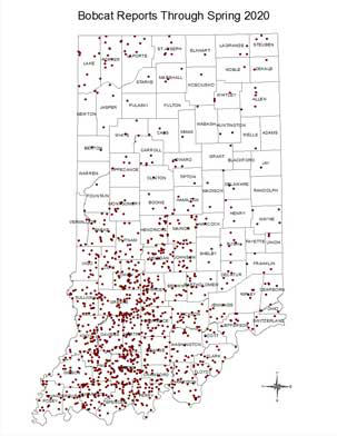 Indiana DNR ends bobcat trapping season early after hunters reach quota