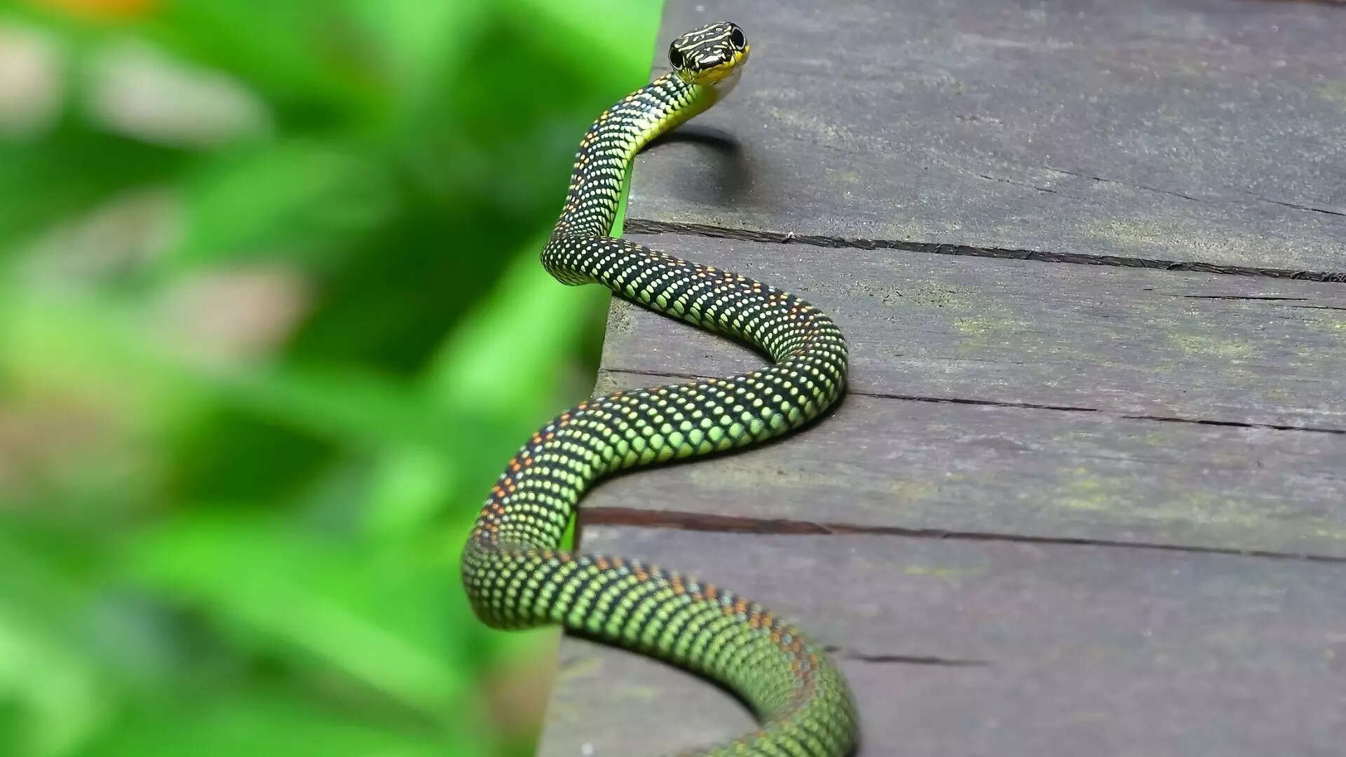 5 snakes so beautiful that you won't be able to look away