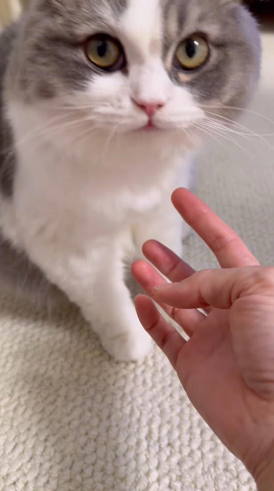 毛づくろいをしていた猫→そっと指を差し込んでみた結果…思わず笑ってしまう「まさかの反応」が44万再生「可愛すぎる」「表情がいい」