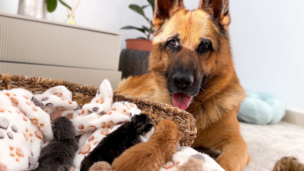 German shepherd gently protects baby kittens