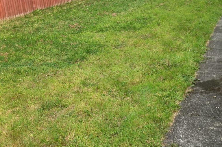 The unremarkable back garden that has been turned into something amazing