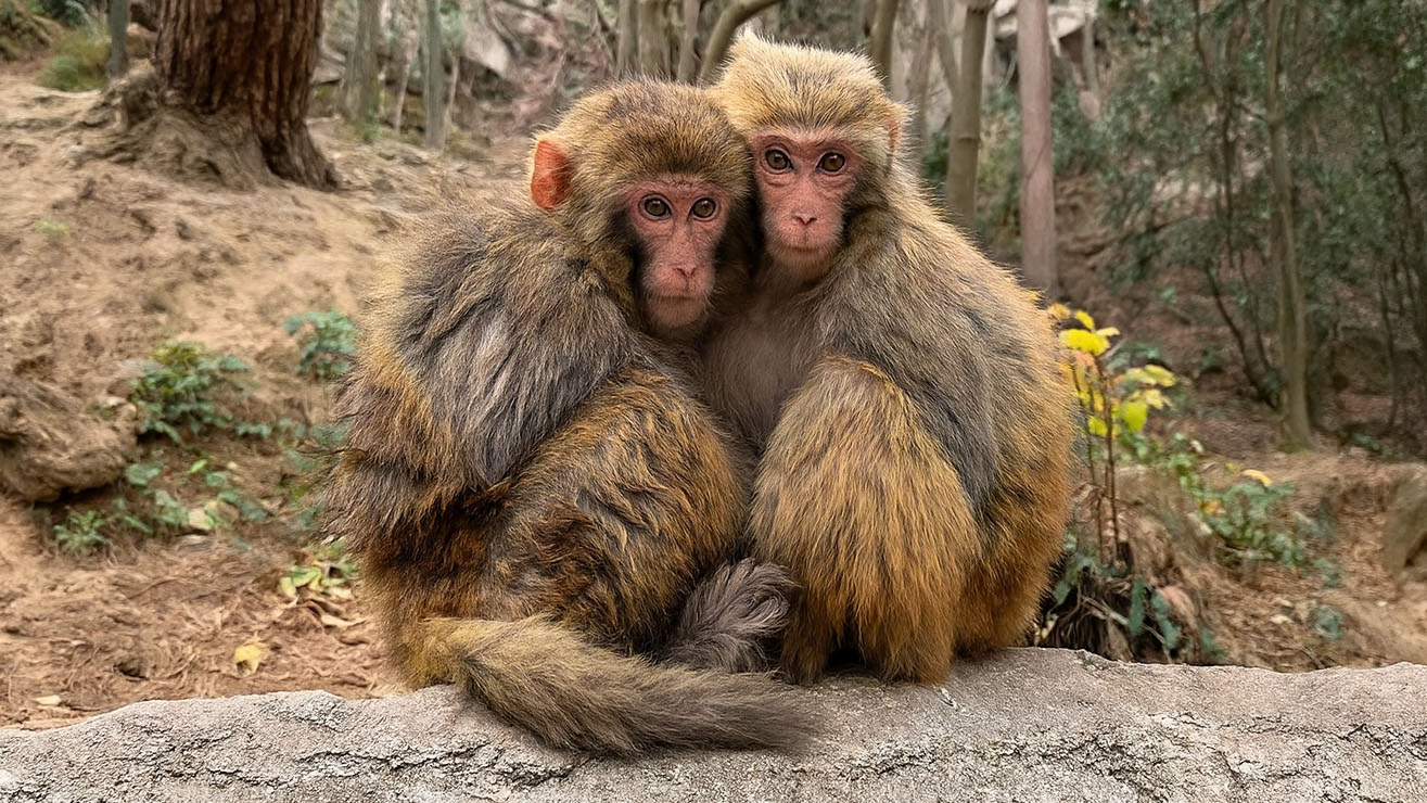 These cute monkey siblings are the perfect duo